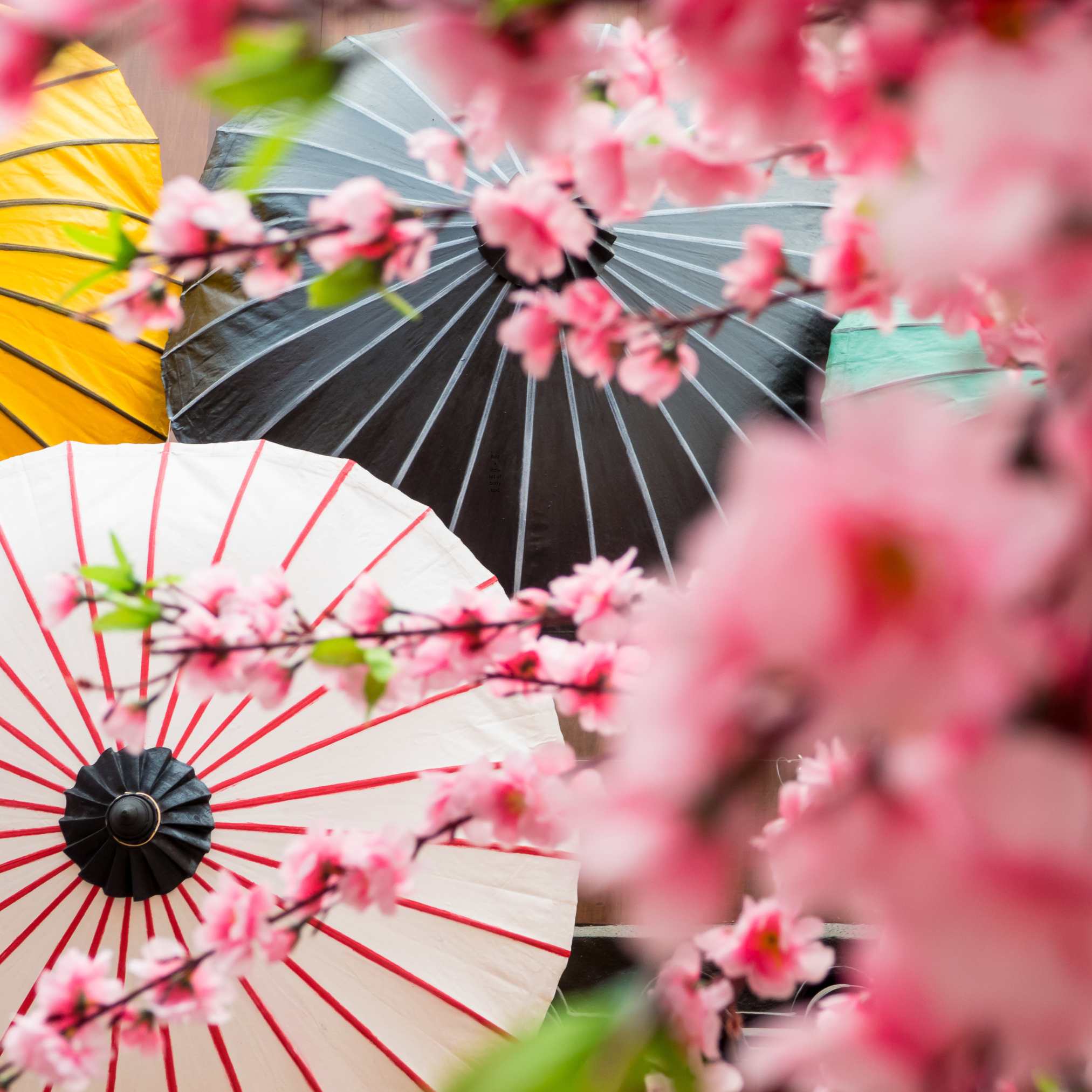 Master These 6 Japanese Strategies and Never Be Lazy Again – SuperBotanic