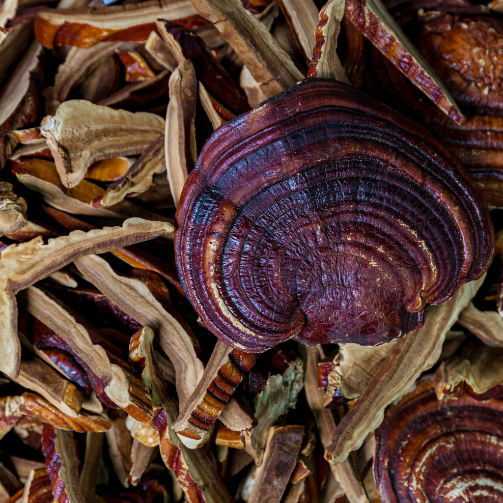 Vitality & Longevity - Reishi – SuperBotanic